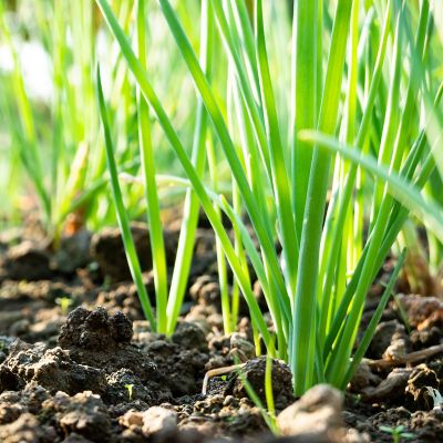 How to plant scallions from scraps or seeds