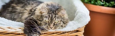 How to wash a cat bed | Ask Team Clean