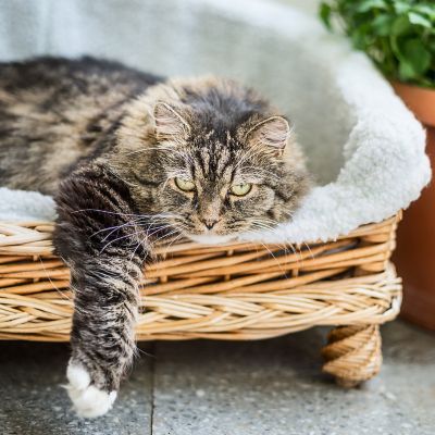 How to wash a cat bed