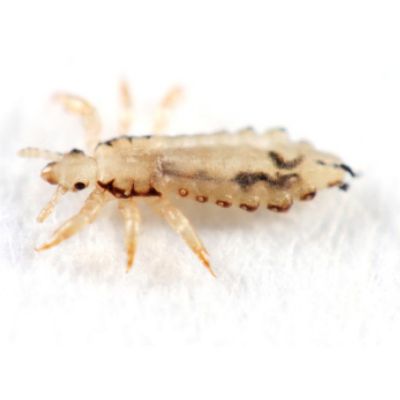 Lice | Pest Identification | Combat Bugs