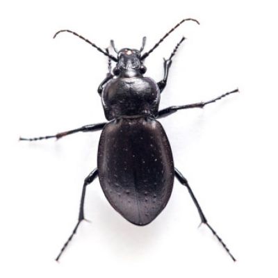 Beetles | Pest Identification | Combat Bugs