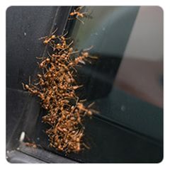 Why Do Ants Get In Cars | Combat Bugs