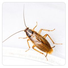 Cockroach Identifier: Brown-Banded vs. German | Combat Bugs