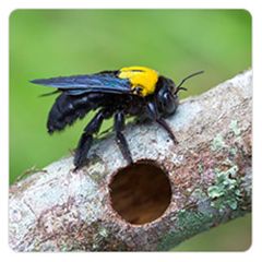 Carpenter Bees Found Buzzing Around This Spring | Combat Bugs
