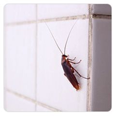 How to Eradicate a Cockroach Infestation In Walls