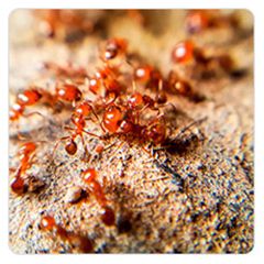 Fire Ant Control | Pest Control Tips and Strategies | Combat Bugs
