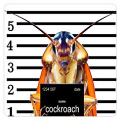 Identifying Small Roaches | Cockroach Identification | Combat Bugs