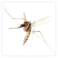Pest ID: Mosquitos | Pest Control Tips and Strategies | Combat Bugs