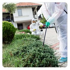 Protecting The Outside Of Your Home From Ants | Combat Bugs