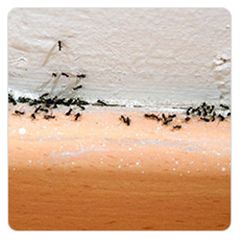 How To Get Rid of Ants in the House | Combat Bugs