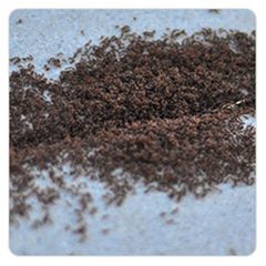 3 Easy Steps for Effective Pavement Ant Control | Combat Bugs