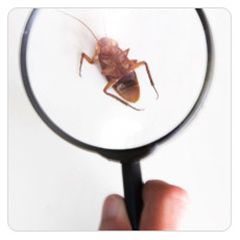 The Top 3 Places in Your House Where You'll Find Roaches | Combat Bugs