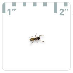 Argentine Ant | Pest Identification | Combat Bugs