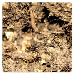 Prevent an Attack with Argentine Ant Control | Combat Bugs