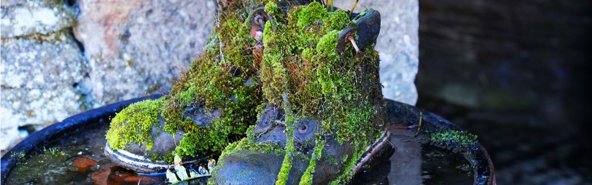 How to Grow Moss – Ask Team Clean™ | Ask Team Clean