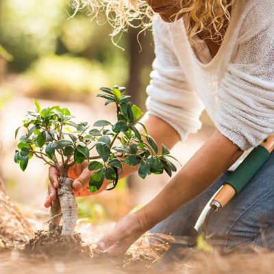 Tips On Plum Tree Planting