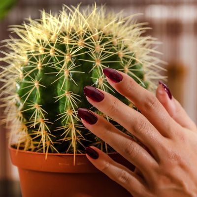 Remove cactus spines – Ask Team Clean