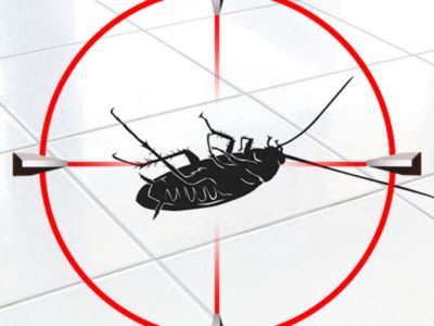 How Do Cockroaches Make Their Way Up to the Second Story | Combat Bugs