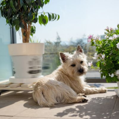 How to Make Your Balcony Pet Proof