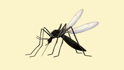 Insectopedia > Melga e mosquito > Dum Dum