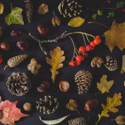 Chestnut crafts for that distinctive autumn flair