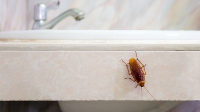 Cockroach Infestations - How Do I Know if I Have a Small or Large Problem?