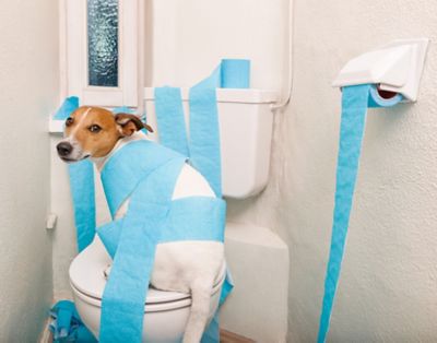 Blocked toilet, what to do?